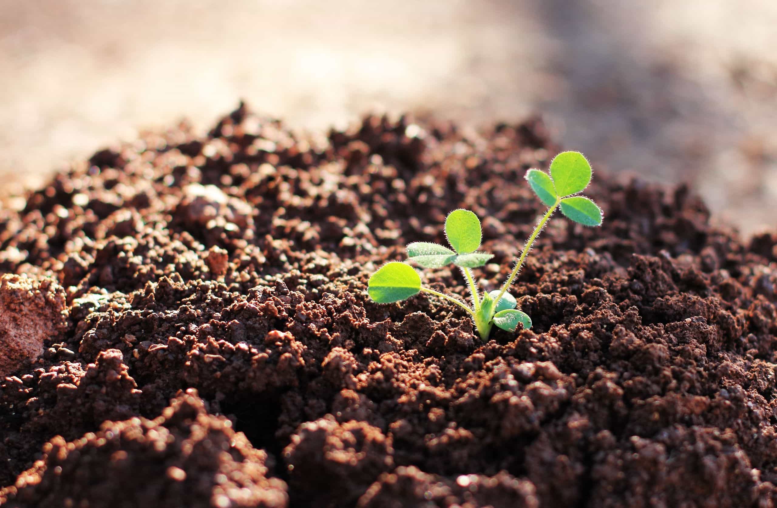 What In the World is Regenerative Agriculture? - The Whole Story