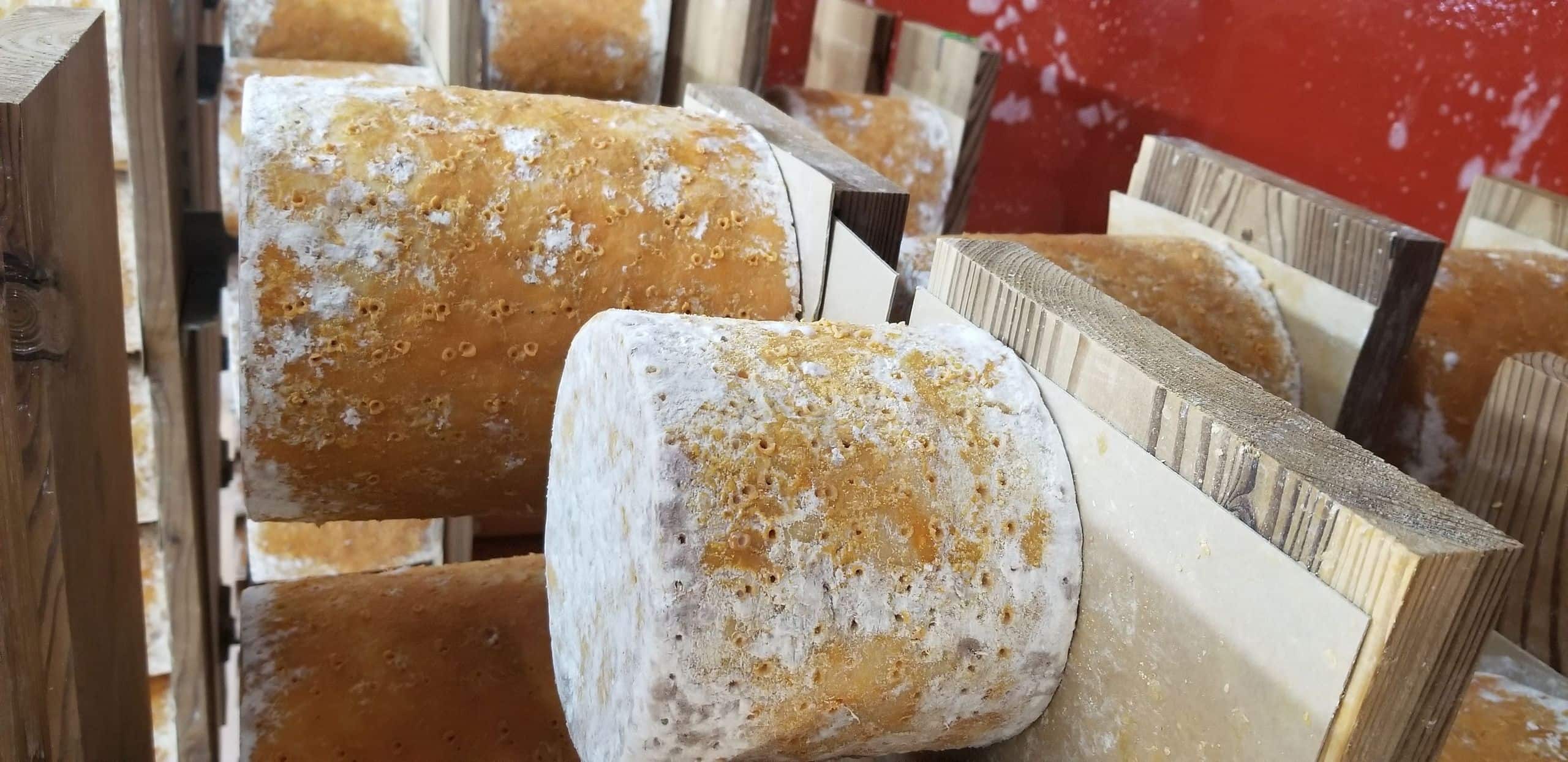 What is Endangered Cheese? - The Whole Story